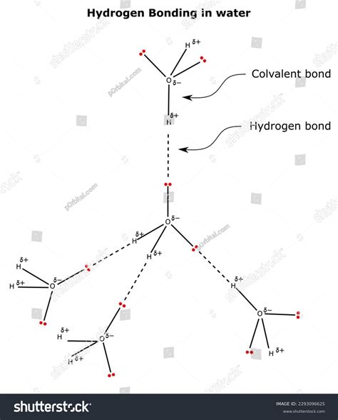 Hydrogen Bonding Covalent Bond Among Water Stock Vector Royalty Free 2293096625 Shutterstock