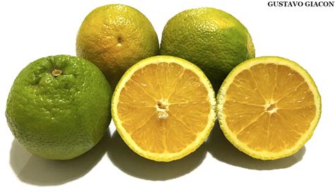 Blog Do Viveirista Laranja Lima Verde Citrus Sinensis