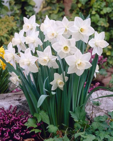 Narcissus Stainless From Peter Nyssen Flower Bulbs And Plants