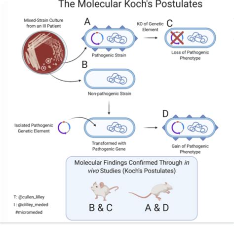 Microbiology Lecture 12 Pathogenesis Flashcards Quizlet
