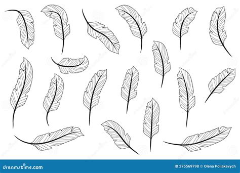 Line Feather Hand Drawn Feathers Feathers Isolated On White