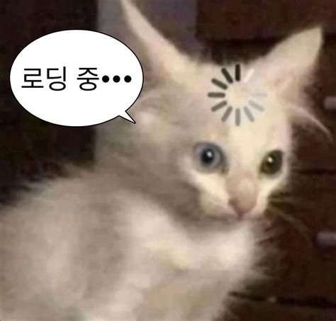 동물짤에 있는 핀 동물 말장난 동물 밈 귀여운 밈