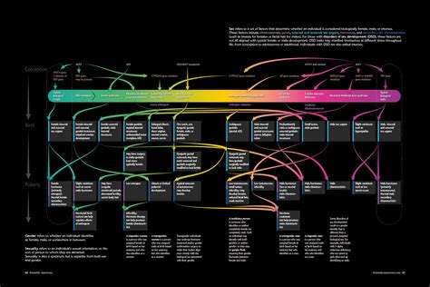 Visualizing Sex As A Spectrum Scientific American