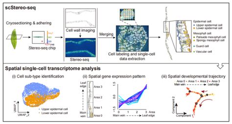 Cell Stereo Seq