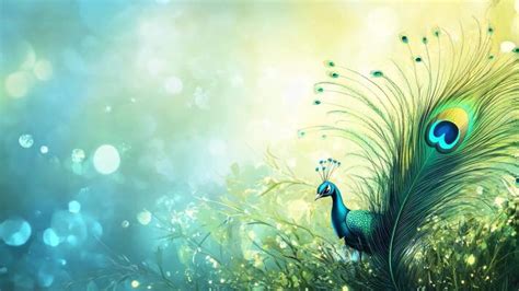 Peacock Feather Background Stock Video Footage For Free Download