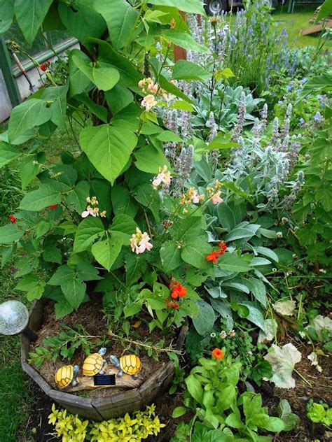 Wonderful Uses And Benefits Of Wooly Lambs Ear Medicinal Herbs