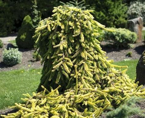 Ель обыкновенная 'Голд Дрифт' | Picea abies 'Gold Drif't USDA 3 | Ели ...
