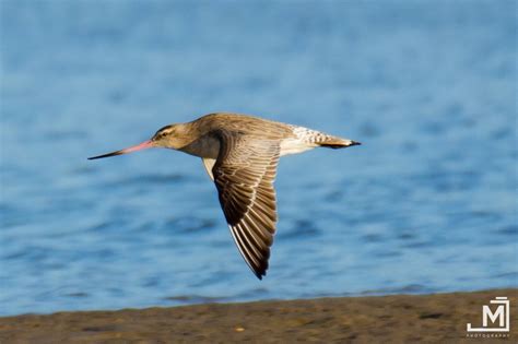 Bar Talied Godwit In Flight Birds In Backyards