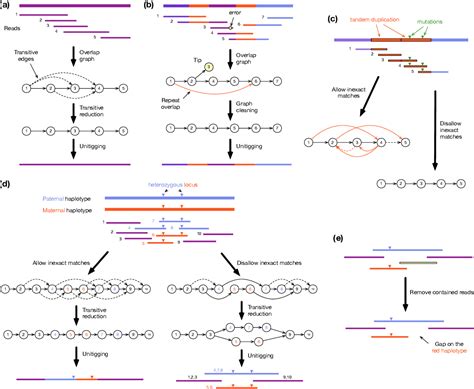 Figure 3 From Genome Assembly In The Telomere To Telomere Era