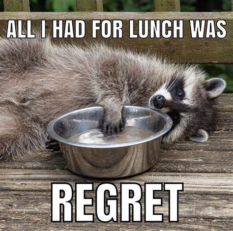 Funny Raccoon Eating From Metal Bowl Raccoon With Food Humor Funny