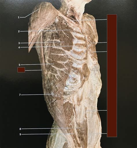 Intermediate Muscles Of The Trunk Lateral View Diagram Quizlet