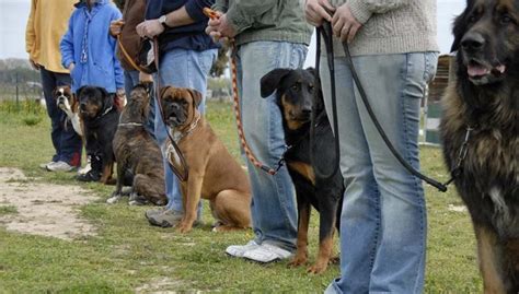 19 Easiest Dog Breeds To Train And Where They Shine