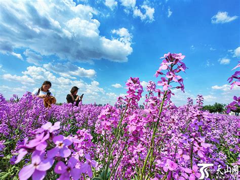乡村旅游热 赏花正当时 天山网 新疆新闻门户