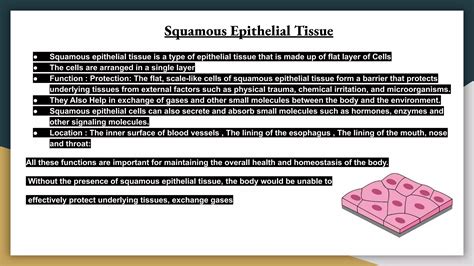 Animal Tissues Class 9 Cbse By Tanishq Jain Pdf