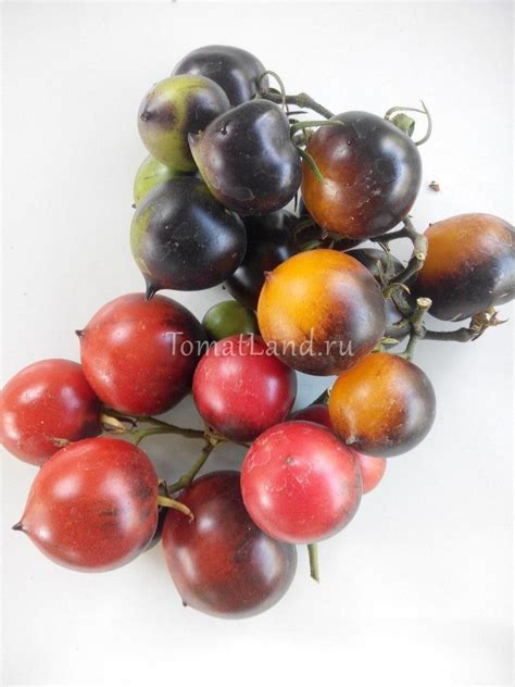 Томат Н-34 ROT: описание сорта, ОТЗЫВЫ (9), фото | tomatland.ru