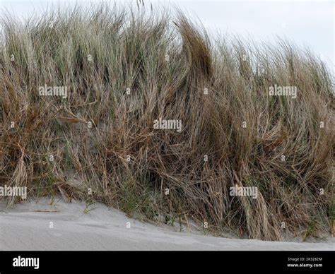 Thickets Of Thick Dried Grasses On The Sandy Seashore Under A Cloudy Sky Coastal Vegetation