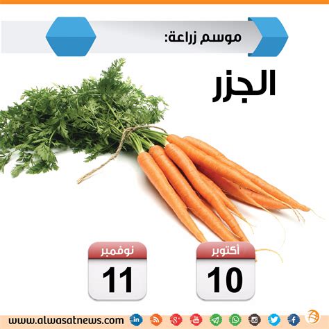 تعرف على موسم زراعة الجزر في البحرين البحرين صحيفة الوسط البحرينية