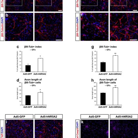NR5A2 is sufficient to control proliferation of adult NSCs. (a, b ...