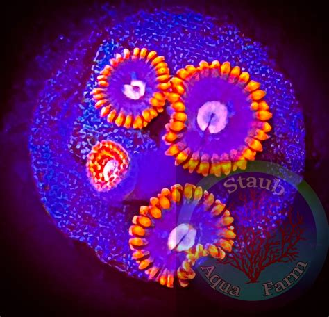 Snitch Zoanthid Frag 2 Polyps Staub Aqua Farm Llc