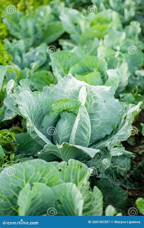 Cultivation Of Cabbage Cabbage Head Growing On Vegetable Bed In Garden