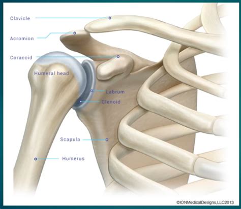 Lecture 3 Ortho Flashcards Quizlet