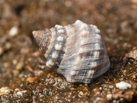 Pyramid Noddiwink Nodilittorina Pyramidalis · Inaturalist