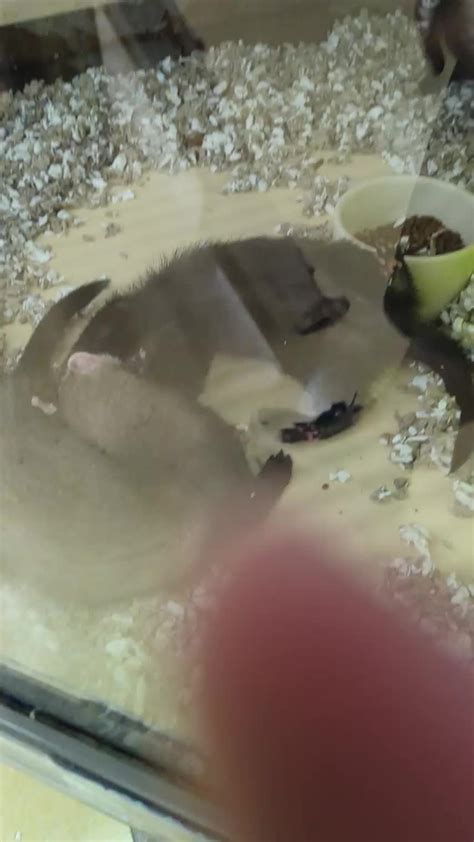 Ferret Face Mask Album On Imgur