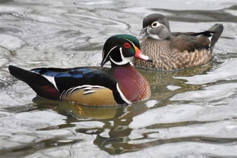 Arkansas Ducks Only In Arkansas