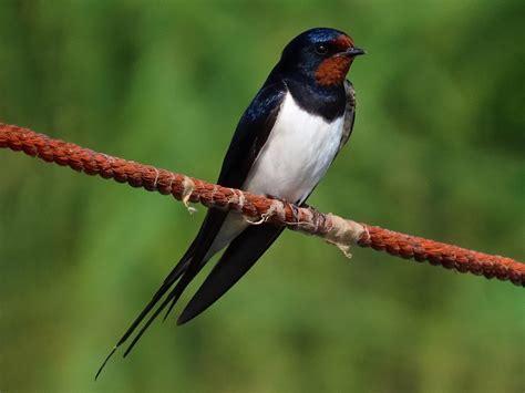 Barn Swallow NestWatch