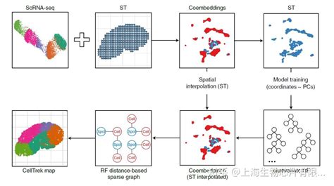 单细胞空间转录组联合分析硬核出击 Celltrek 知乎