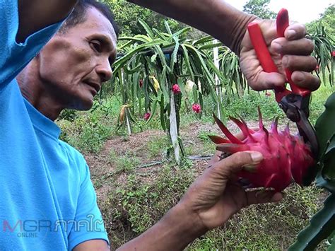 เกษตรกรโค่นสวนยาง 1 ไร่ครึ่ง หันมาปลูก “แก้วมังกร” ขายออนไลน์สร้างรายได้งาม
