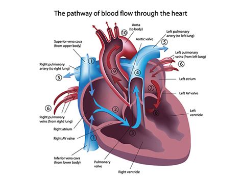 ทดสอบเก็บคะแนนระบบหมุนเวียนเลือด ม 2 Assessment