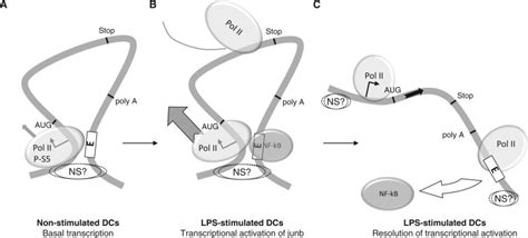 Model For Transient Transcriptional Induction Of Junb In Dcs A Basal