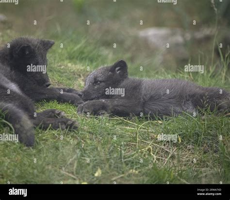 Trying To Cuddle And Be Friends Aviemore Scotland Adorable Images Show