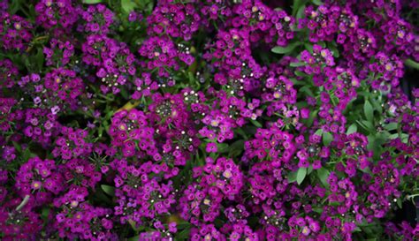 Alyssum Wonderland Deep Purple Dundee Nursery