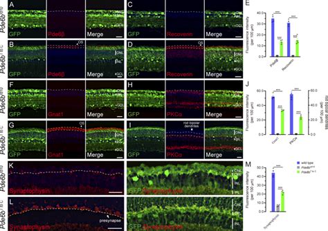 Rod Photoreceptors Are Significantly Preserved In The Pde6b Rd10 Mouse Download Scientific