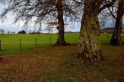 Tree Area Erganagh Glebe Kenneth Allen Cc By Sa 2 0 Geograph Ireland
