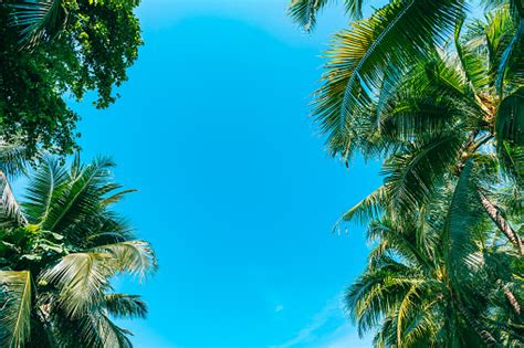 青い空に美しいココナッツのヤシの木の低角度のショット ココナッツのストックフォトや画像を多数ご用意 ココナッツ タイ王国 人物なし
