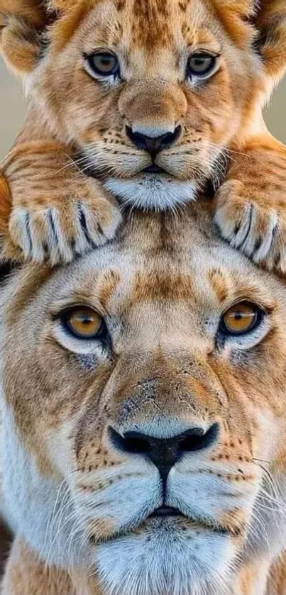 Lion And Cub Mobile Wallpaper Free Download