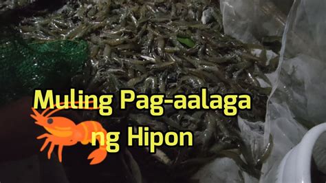 Mag Aalaga Ako Ulit Ng Hipon Youtube