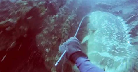 Goliath Grouper Enrages Diver Hilarious Video Bdoutdoors