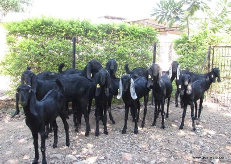 Goat Farming क्या आपको पता है बकरी बेचने में भी होती है हेराफेरी धोखे