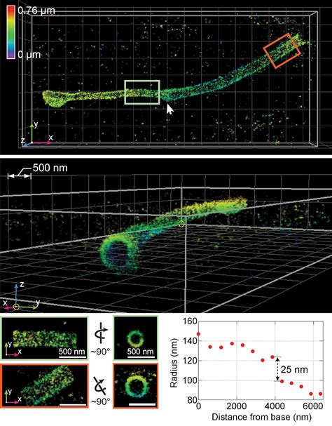 Super Resolution 3 D Microscopy Images Cells In Unprecedented Detail