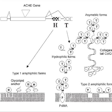 Schematic Representation Of A Cholinergic Synapse A Presynaptic