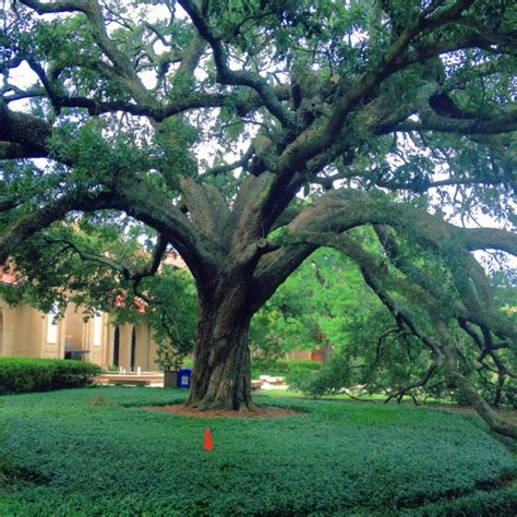 Beautiful Oak Tree At Lsu Kate Robinson Photography Tree Photography