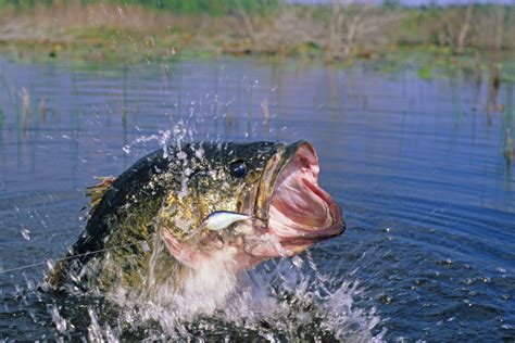 Rules For Early Spring Bass Fishing What You Need To Know