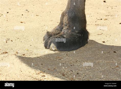 Dedo Del Pie De Camello Fotografías E Imágenes De Alta Resolución Alamy
