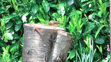 Bobbin Robin Youtube