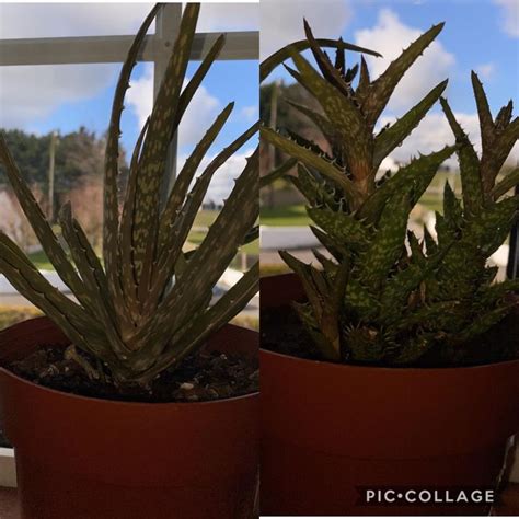 My Aloe Vera Plants Have Developed White Spots And Are Turning Brown They