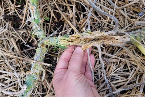 Dealing With Squash Vine Borer Its Not Squash Bugs Killing Your Plants